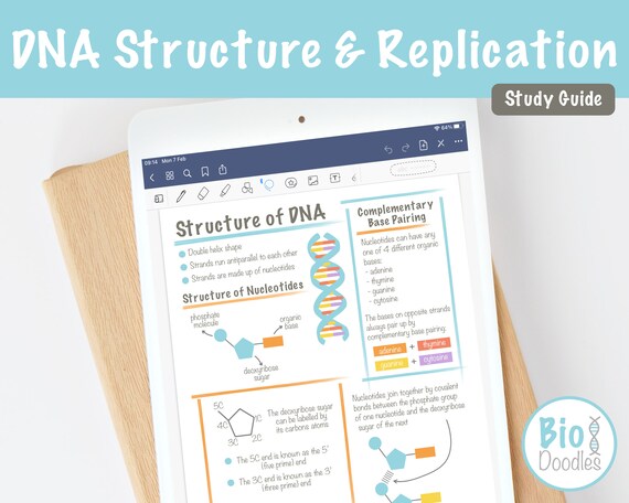 Structure and Replication of DNA Digital Study Guide Notes - Etsy