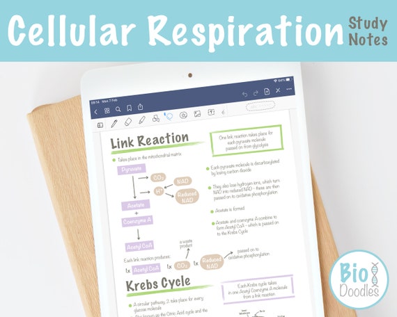 Cellular Respiration Aerobic Anaerobic Tissue Respiration - Etsy