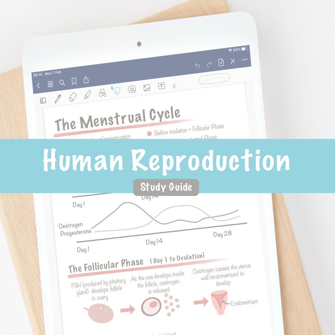 Human Reproduction Study Guide | Hormones Reproductive System | Human ...