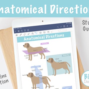 Anatomical Directions Study Guide Poster Veterinary Dog - Etsy