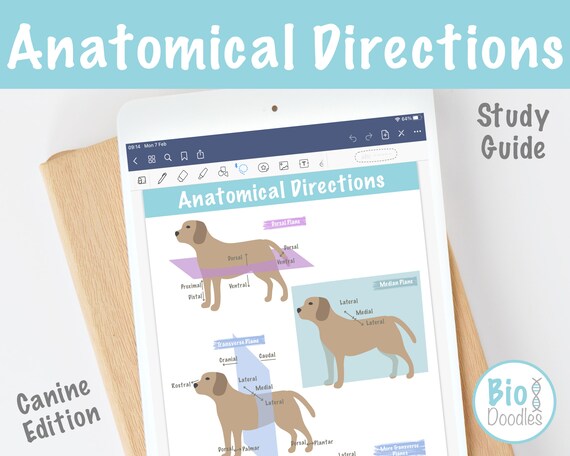 Anatomical Directions Study Guide Poster Veterinary Dog - Etsy