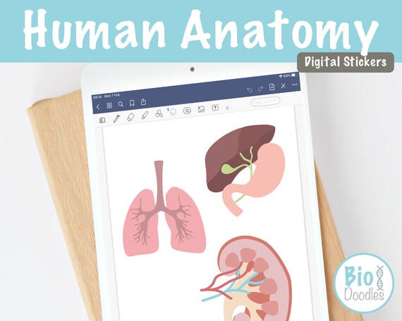 Human Anatomy Body Organs Digital Stickers Human Biology - Etsy