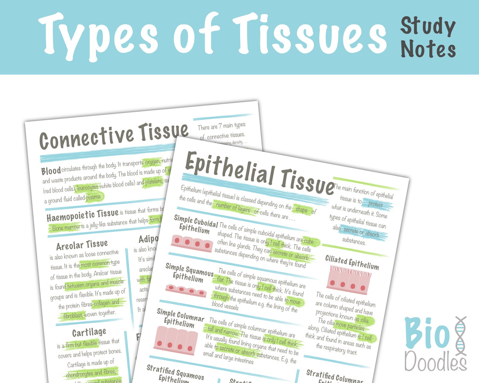 Types of Tissues Digital Study Guide Biology Study Notes - Etsy