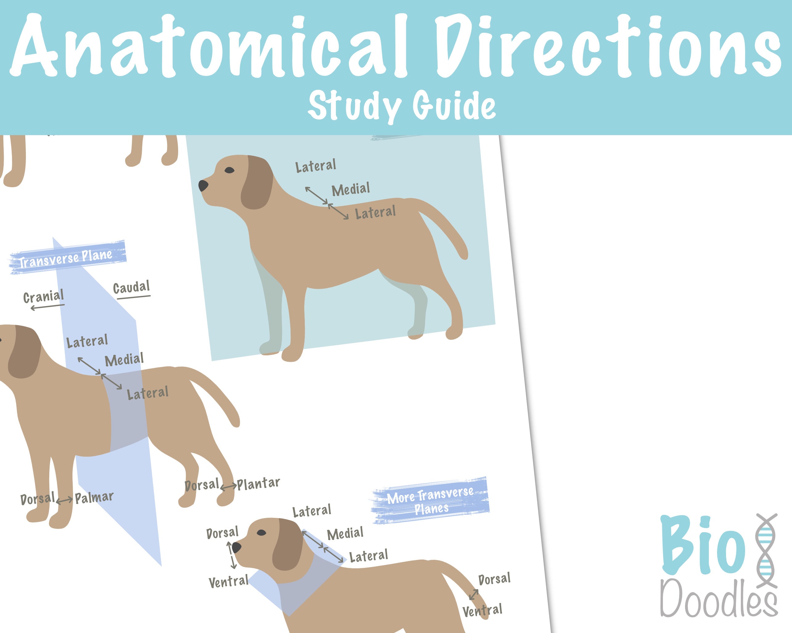 Anatomical Directions Study Guide Poster Veterinary Dog - Etsy