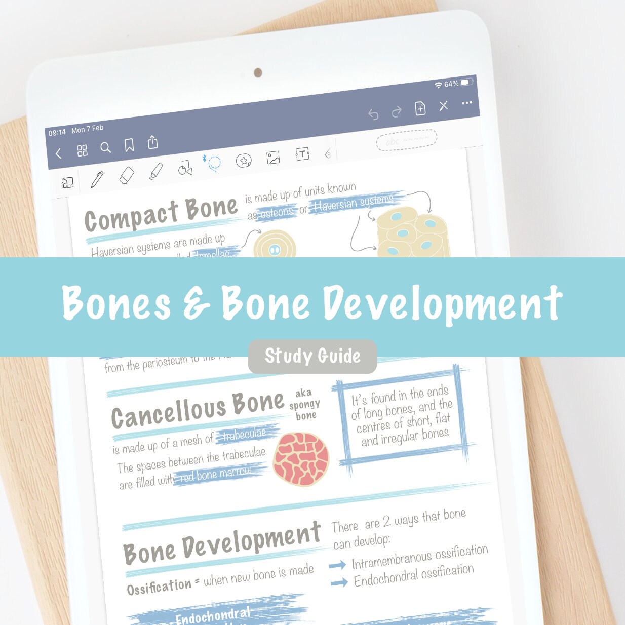 Bones & Bone Development Digital Study Notes | Goodnotes Notability ...