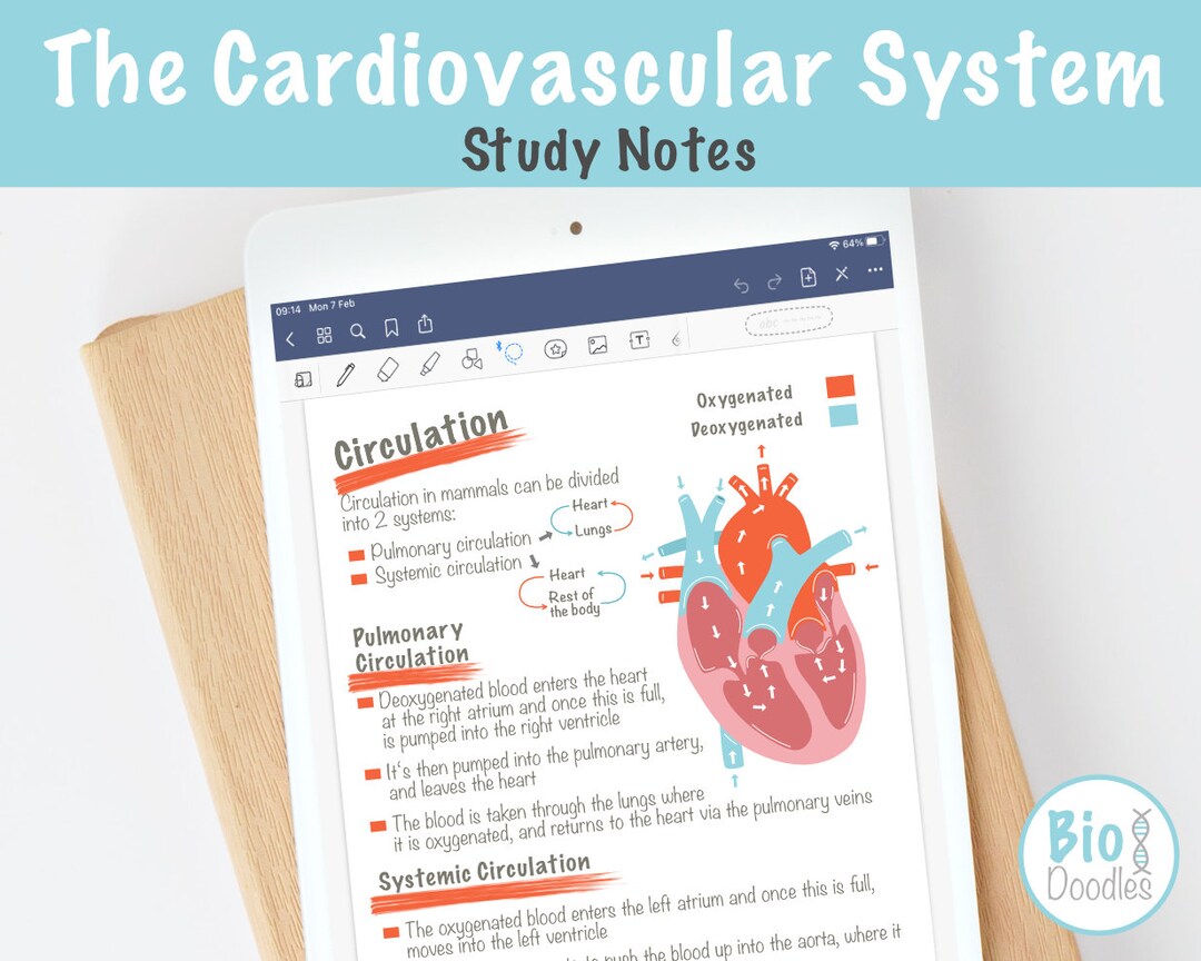 Cardiovascular System Digital Printable Study Notes - Etsy