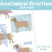 Anatomical Directions Study Guide Poster | Veterinary Dog Anatomy Vet ...