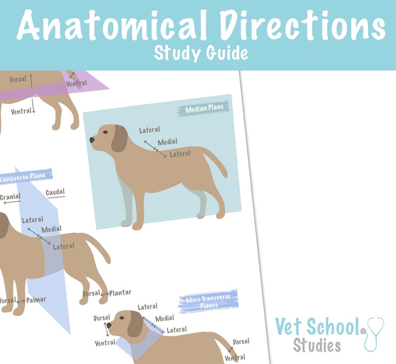 Anatomical Directions Study Guide Poster | Veterinary Dog Anatomy Vet ...