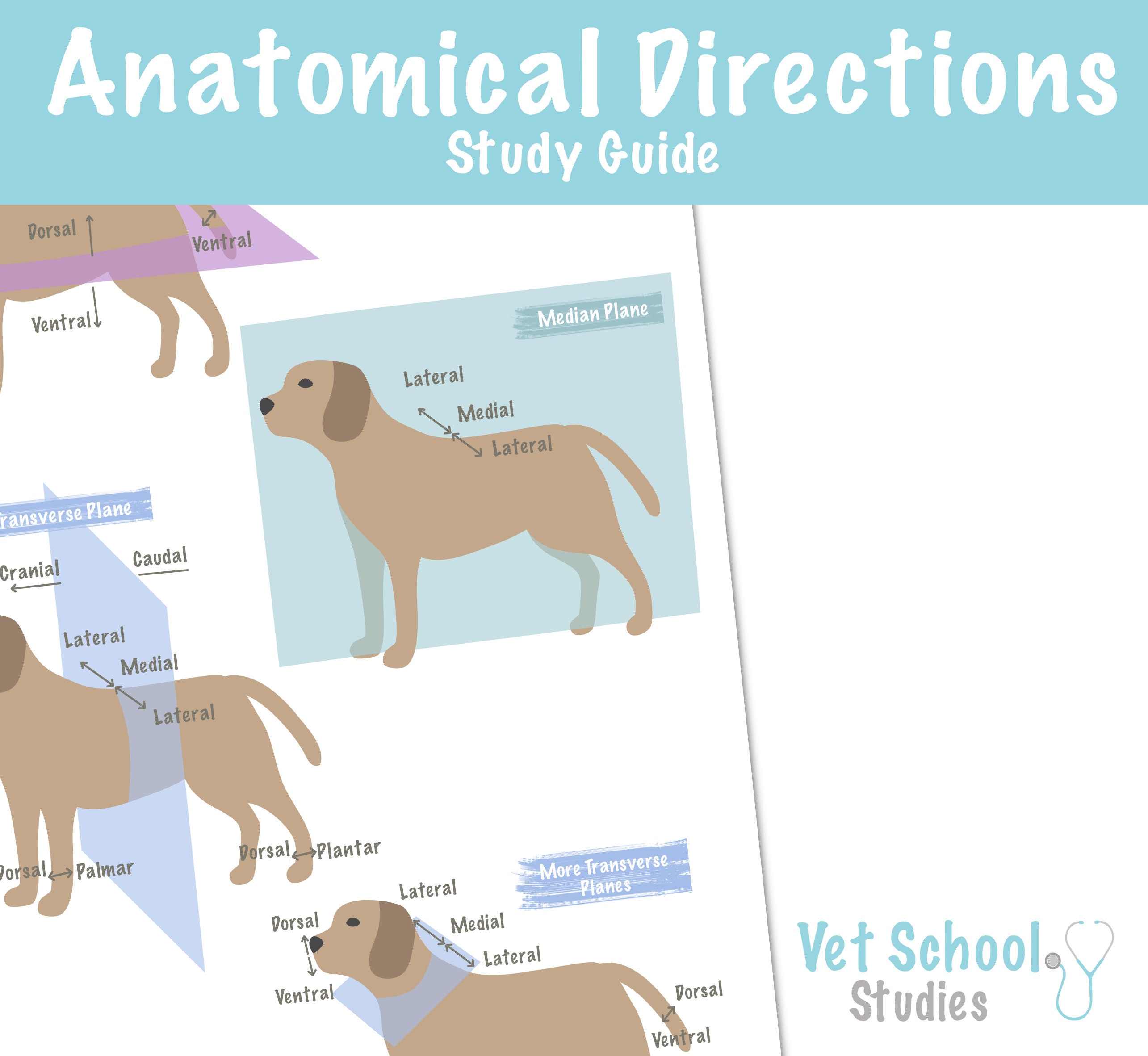 Anatomical Directions Study Guide Poster | Veterinary Dog Anatomy Vet ...