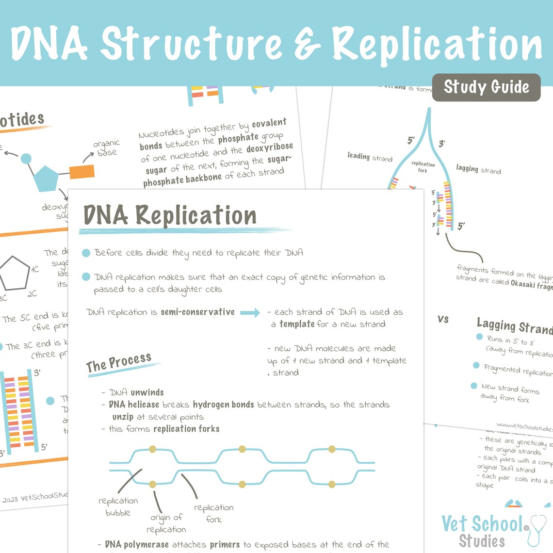 Structure and Replication of DNA Digital Study Guide Notes | High ...