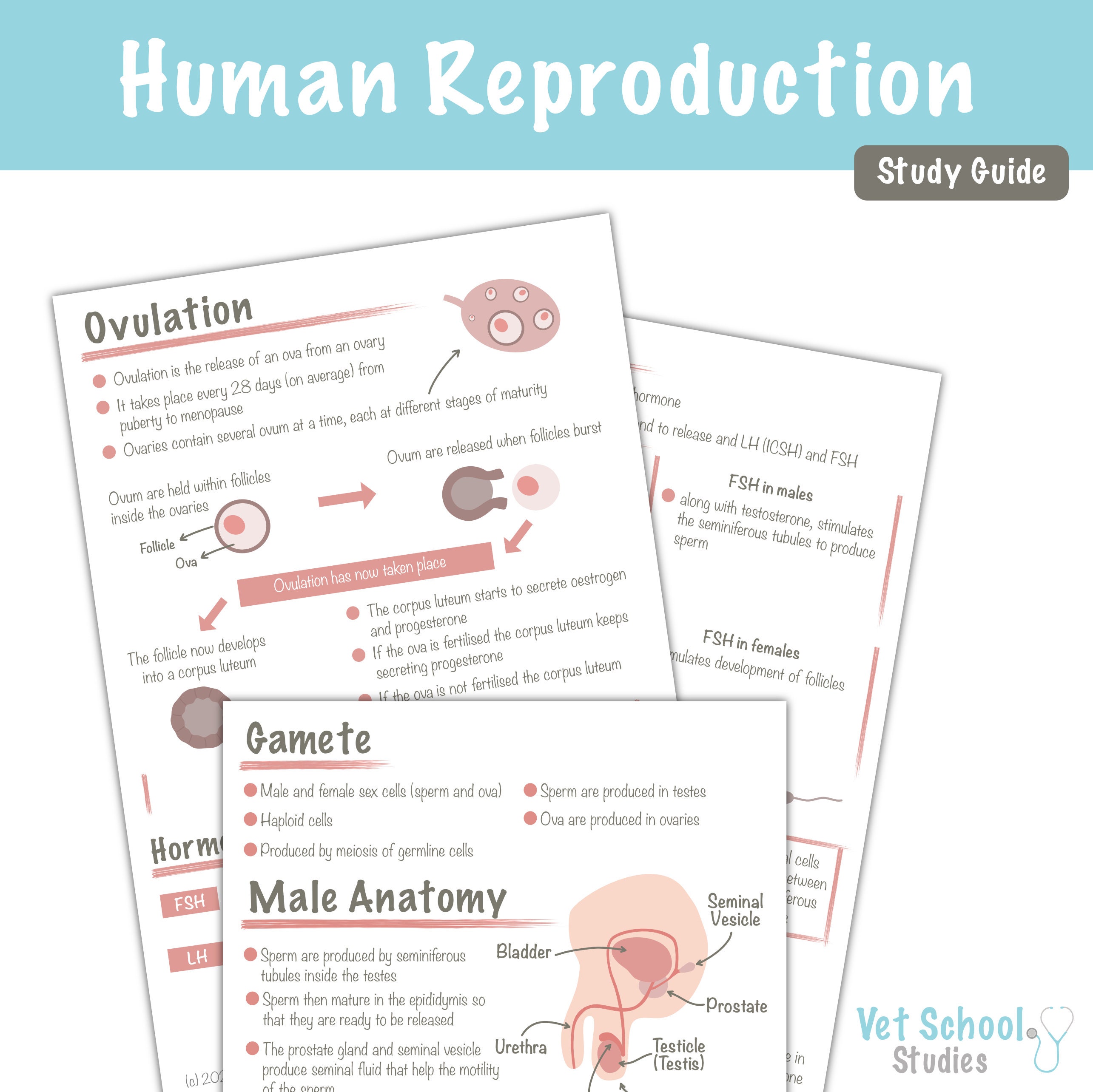 Human Reproduction Study Guide | Hormones Reproductive System | Human ...