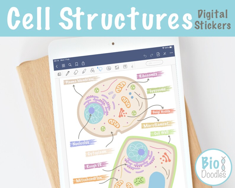 Cell Structures Organelles Digital Stickers Ipad Goodnotes - Etsy