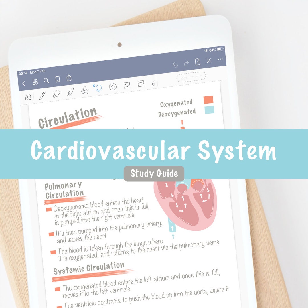 Cardiovascular System Digital Printable Study Notes | Goodnotes ...