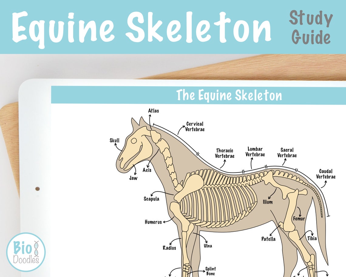 Horse Anatomy Equine Skeleton Study Guide Digital Notes Pre - Etsy