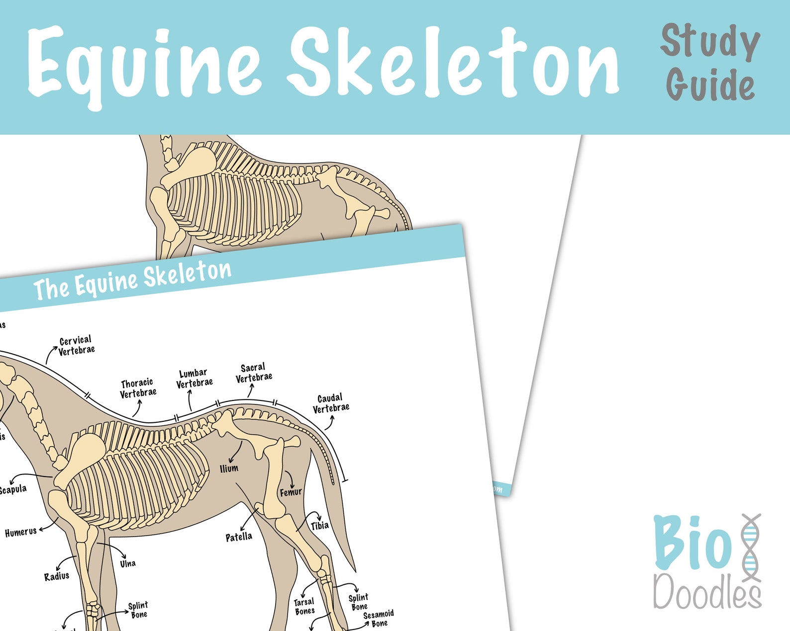 Horse Anatomy Equine Skeleton Study Guide Digital Notes Pre - Etsy