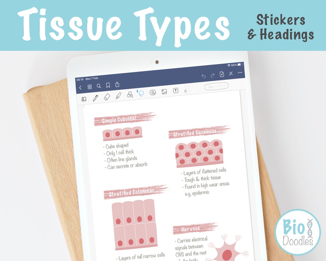 Types of Tissues Digital Stickers Diagrams Headings Ipad - Etsy