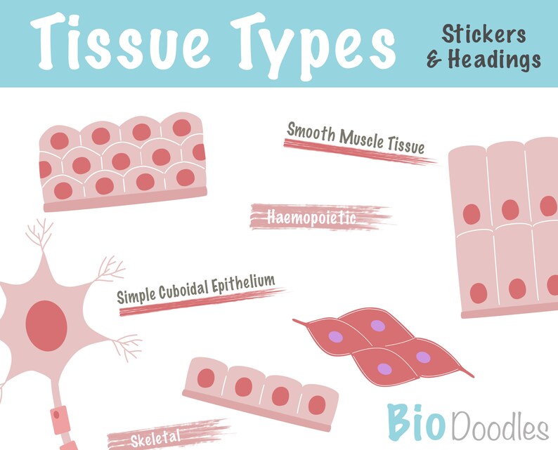 Types of Tissues Digital Stickers Diagrams Headings Ipad - Etsy