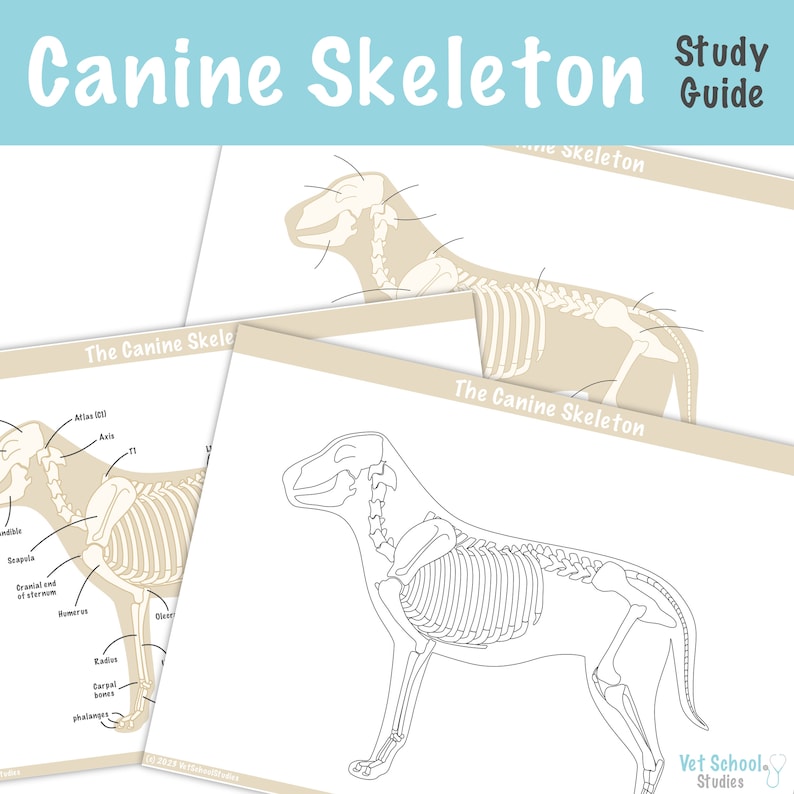 Dog Anatomy Canine Skeleton Study Guide Digital Notes | Pre Vet Tech ...