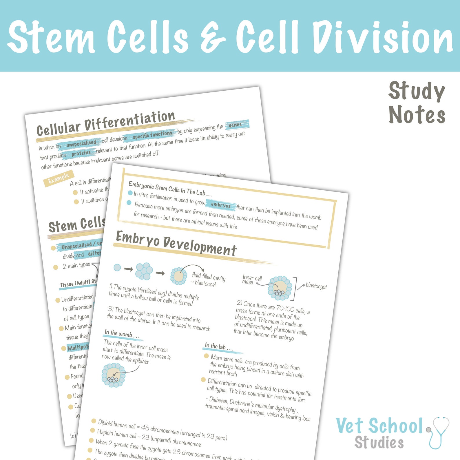 Mitosis and Meiosis Stem Cells Cell Division Study Notes | A Level High ...