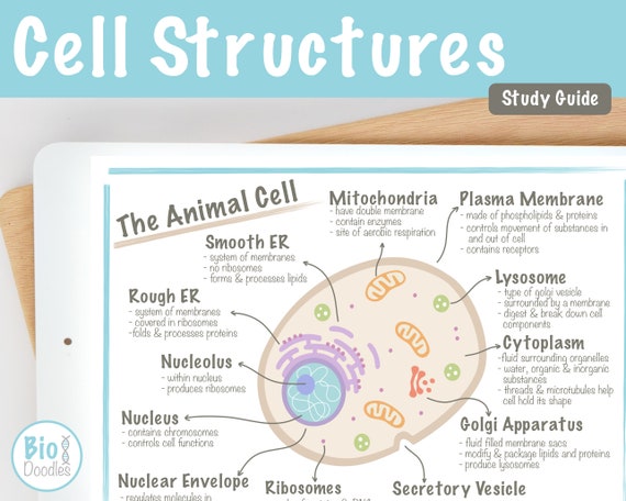 Cell Structures and Organelles Study Guide Animal Plant - Etsy