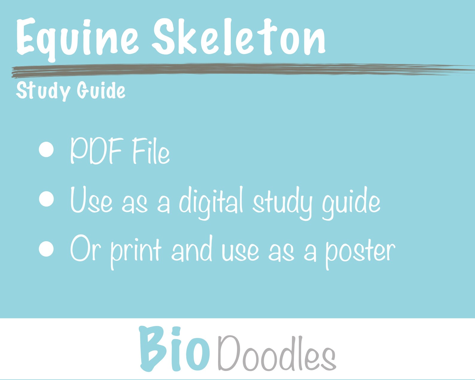 Horse Anatomy Equine Skeleton Study Guide Digital Notes Pre - Etsy