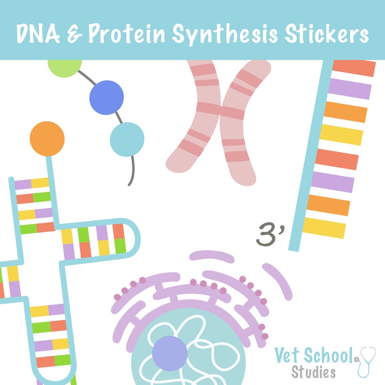 Genetics Digital Stickers | Make Your Own Study Guide |DNA Structure ...