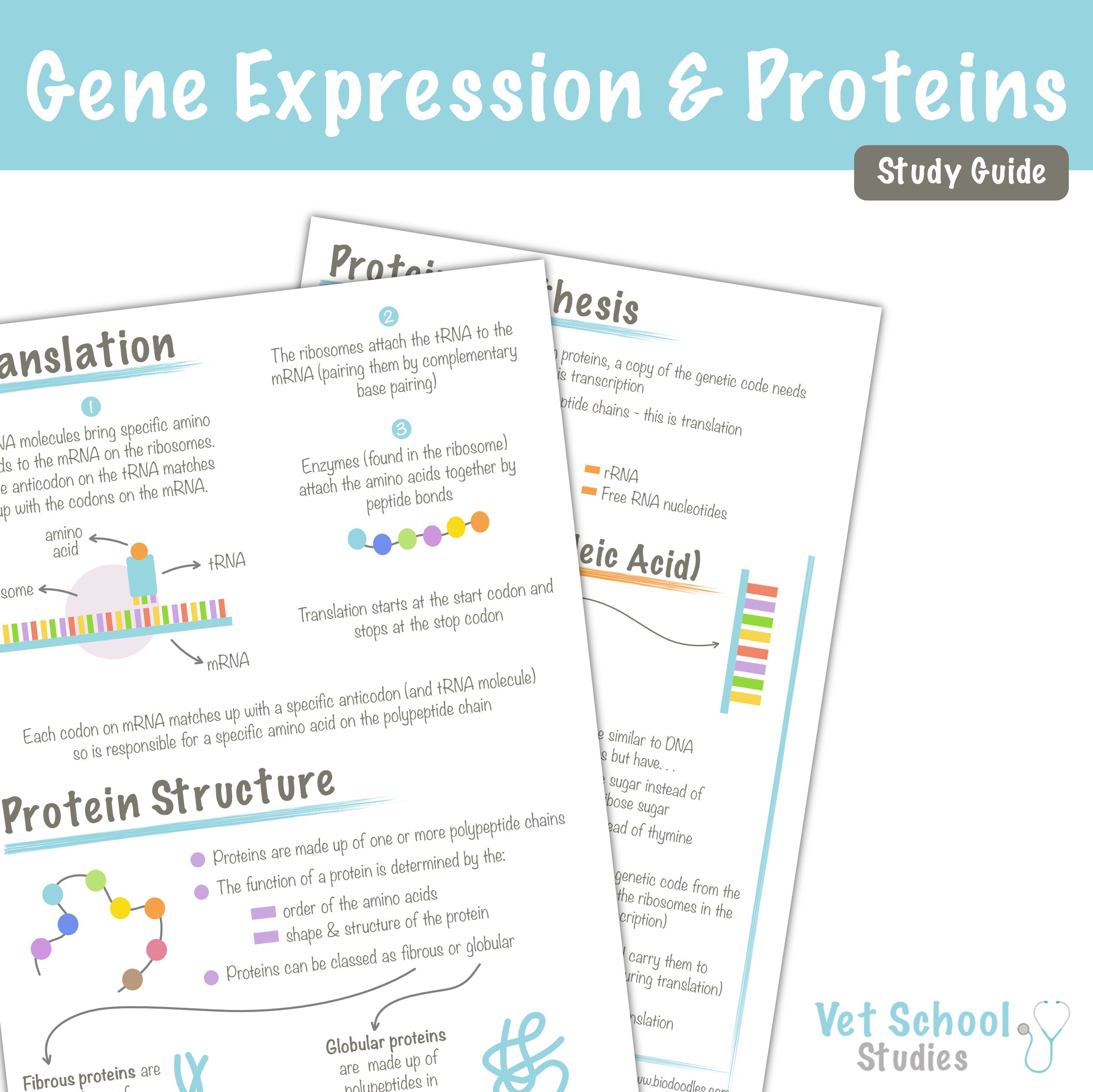 Gene Expression Protein Synthesis Study Guide Digital Printable Notes ...