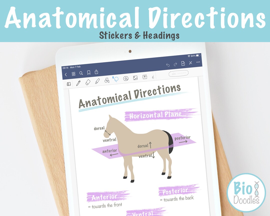 Anatomical Directions Digital Stickers Vet Med Veterinary - Etsy