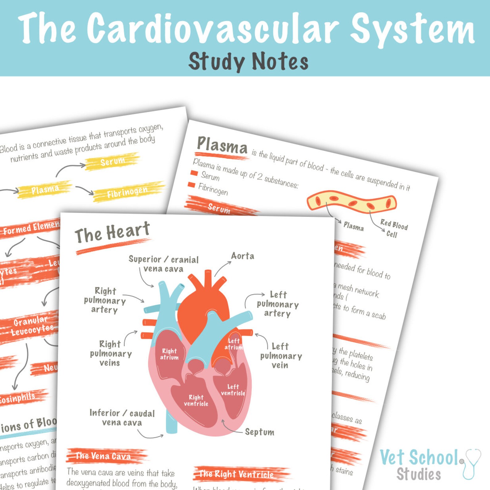 Cardiovascular System Digital Printable Study Notes Goodnotes ...