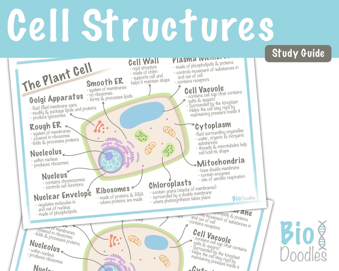 Cell Structures and Organelles Study Guide Animal Plant - Etsy