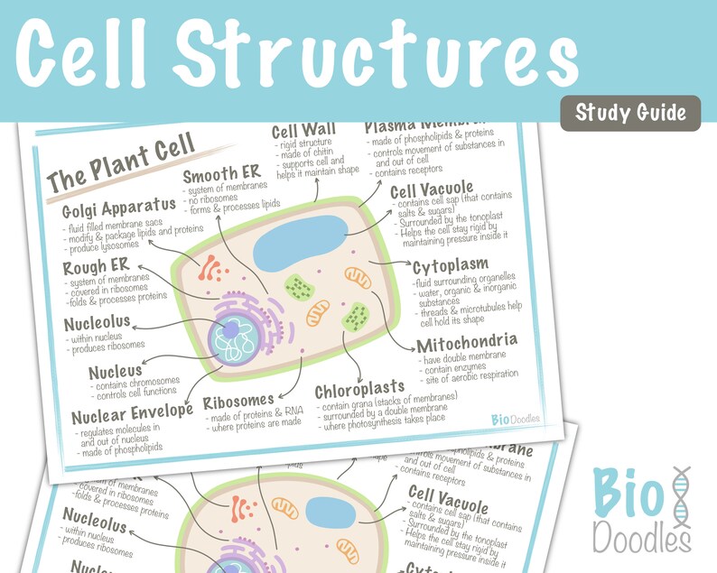 Cell Structures and Organelles Study Guide Animal Plant - Etsy