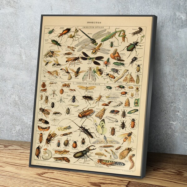 Insect Poster - Etsy