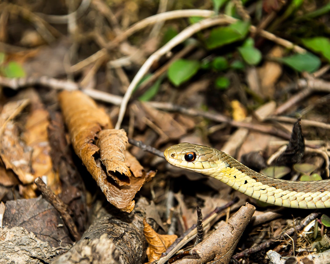 Snake Portrait 2 - Etsy