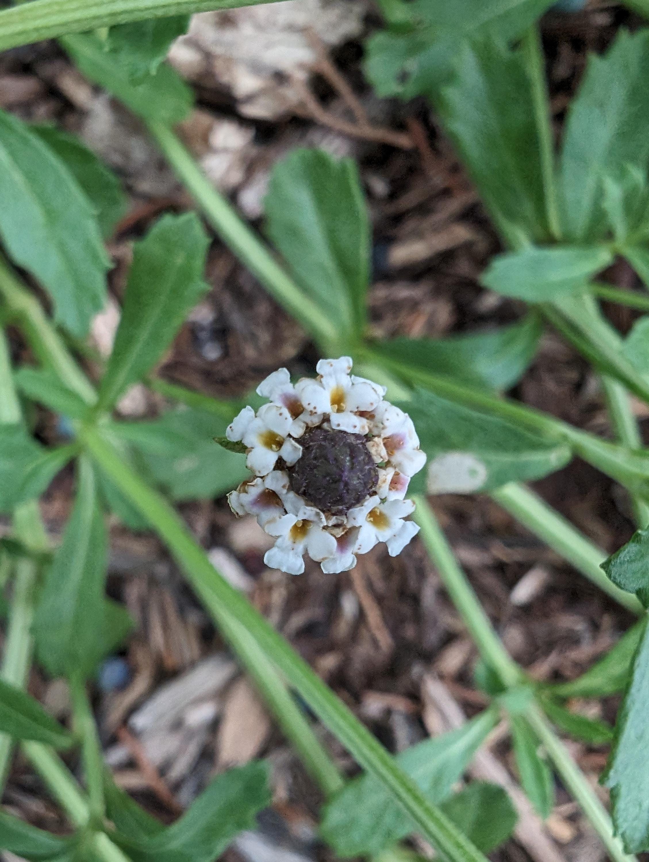 Frogfruit (phyla Nodiflora) Cuttings - Native Groundcover Lawn ...
