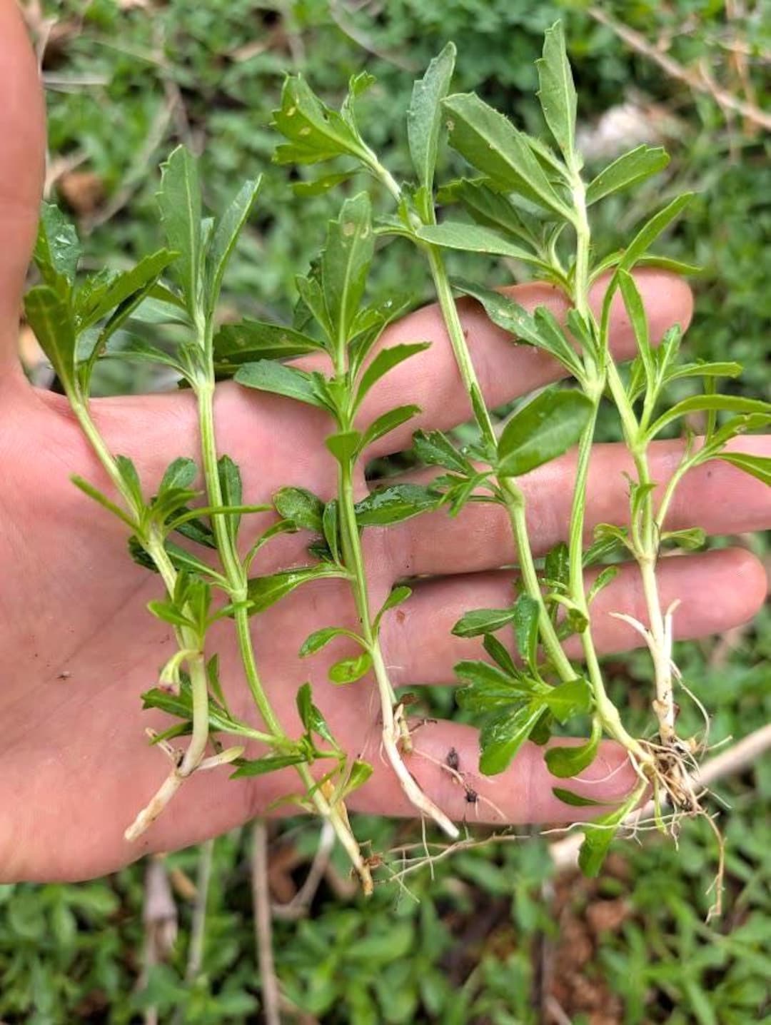 Frogfruit (phyla Nodiflora) Cuttings - Native Groundcover Lawn ...