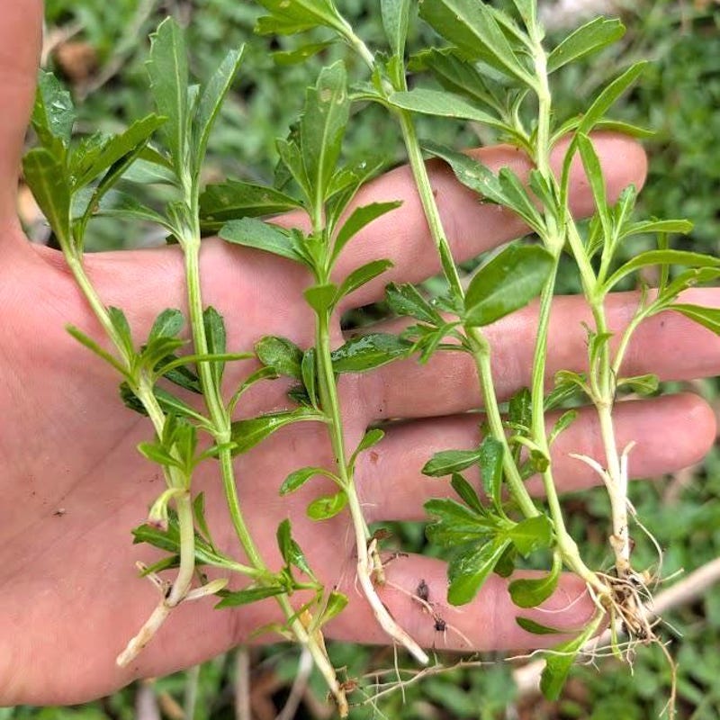 Native Plants Not Seeds - Etsy