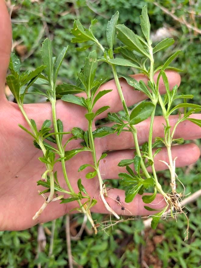 Frogfruit (phyla Nodiflora) Cuttings - Native Groundcover Lawn ...