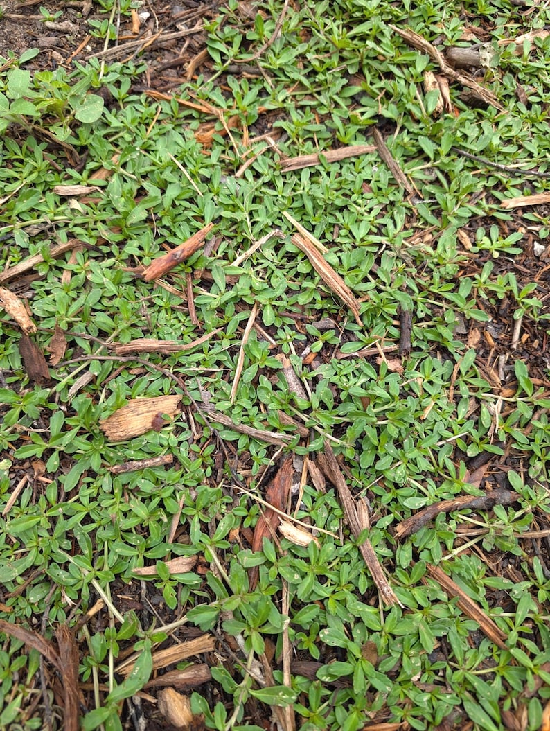 Frogfruit (phyla Nodiflora) Cuttings - Native Groundcover Lawn ...