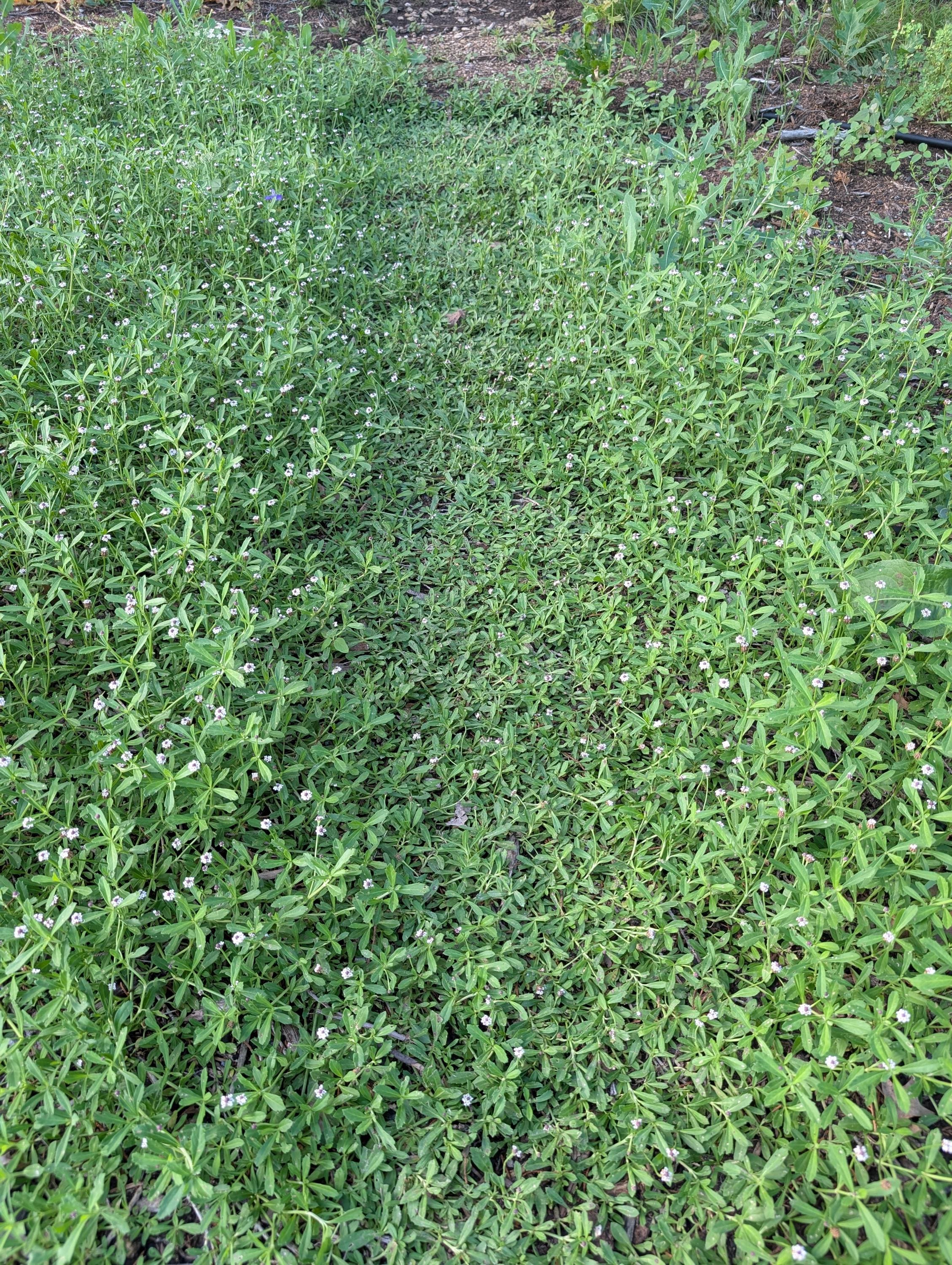 Frogfruit (phyla Nodiflora) Cuttings - Native Groundcover Lawn ...