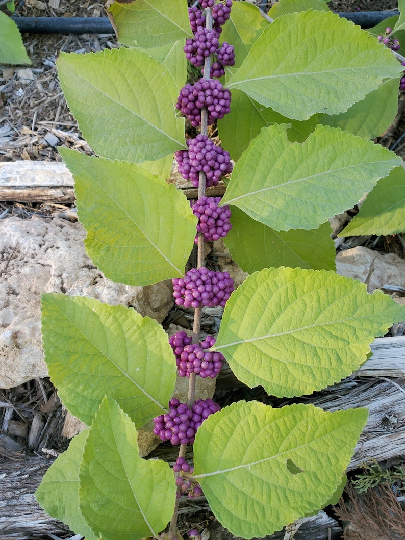 American Beautyberry Seeds: Native Shrub With Edible Purple Berries - Etsy