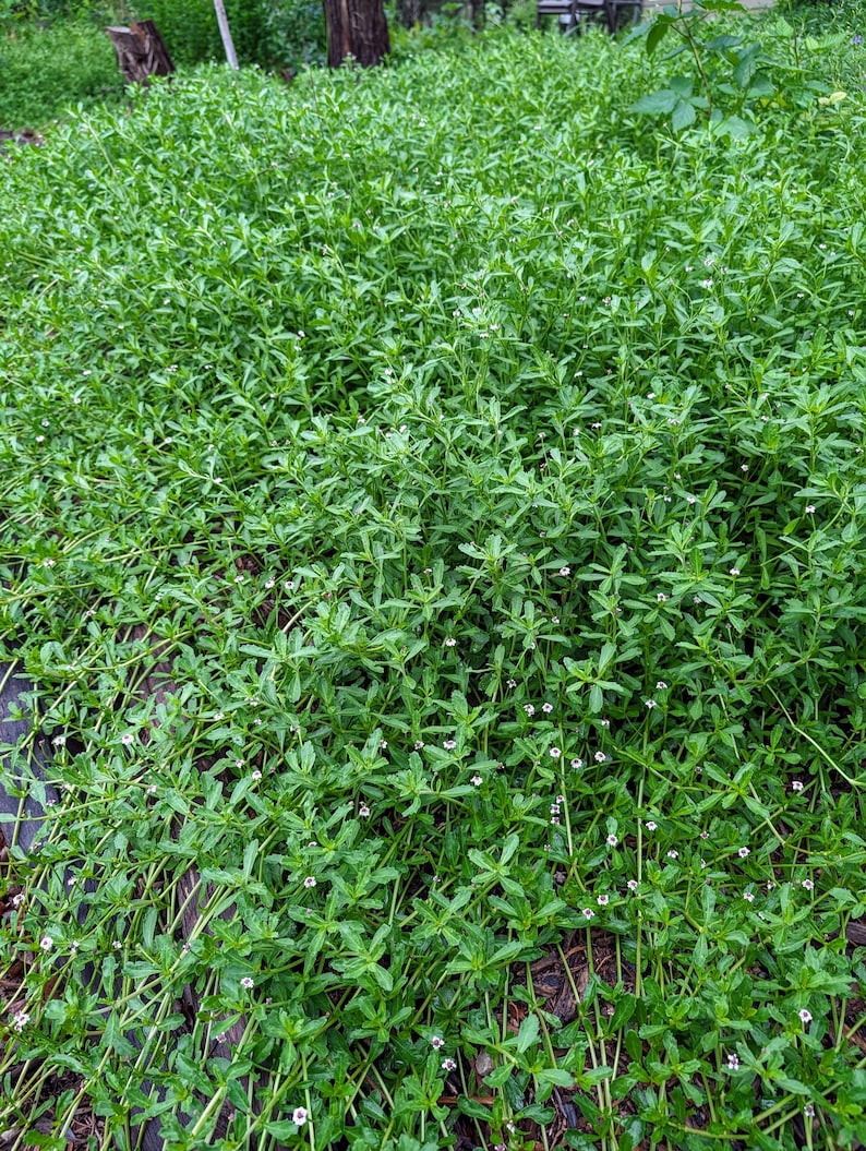 Frogfruit (phyla Nodiflora) Cuttings - Native Groundcover Lawn ...