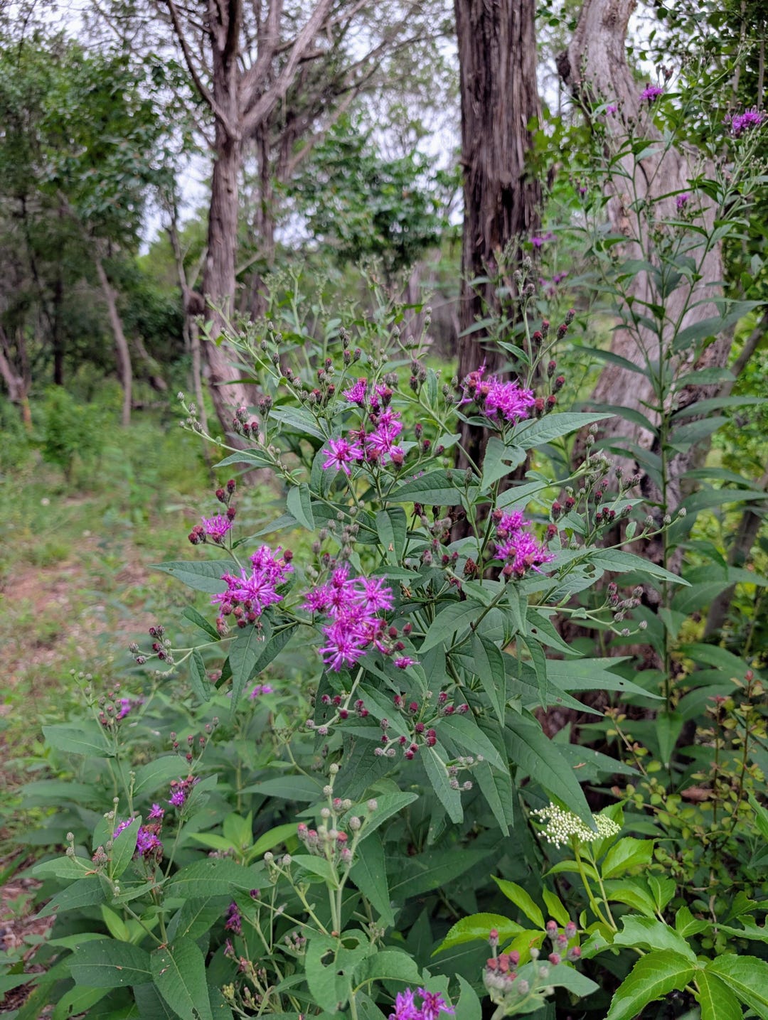 Western Ironweed (vernonia Baldwinii) Seeds – Purple Native Pollinator ...