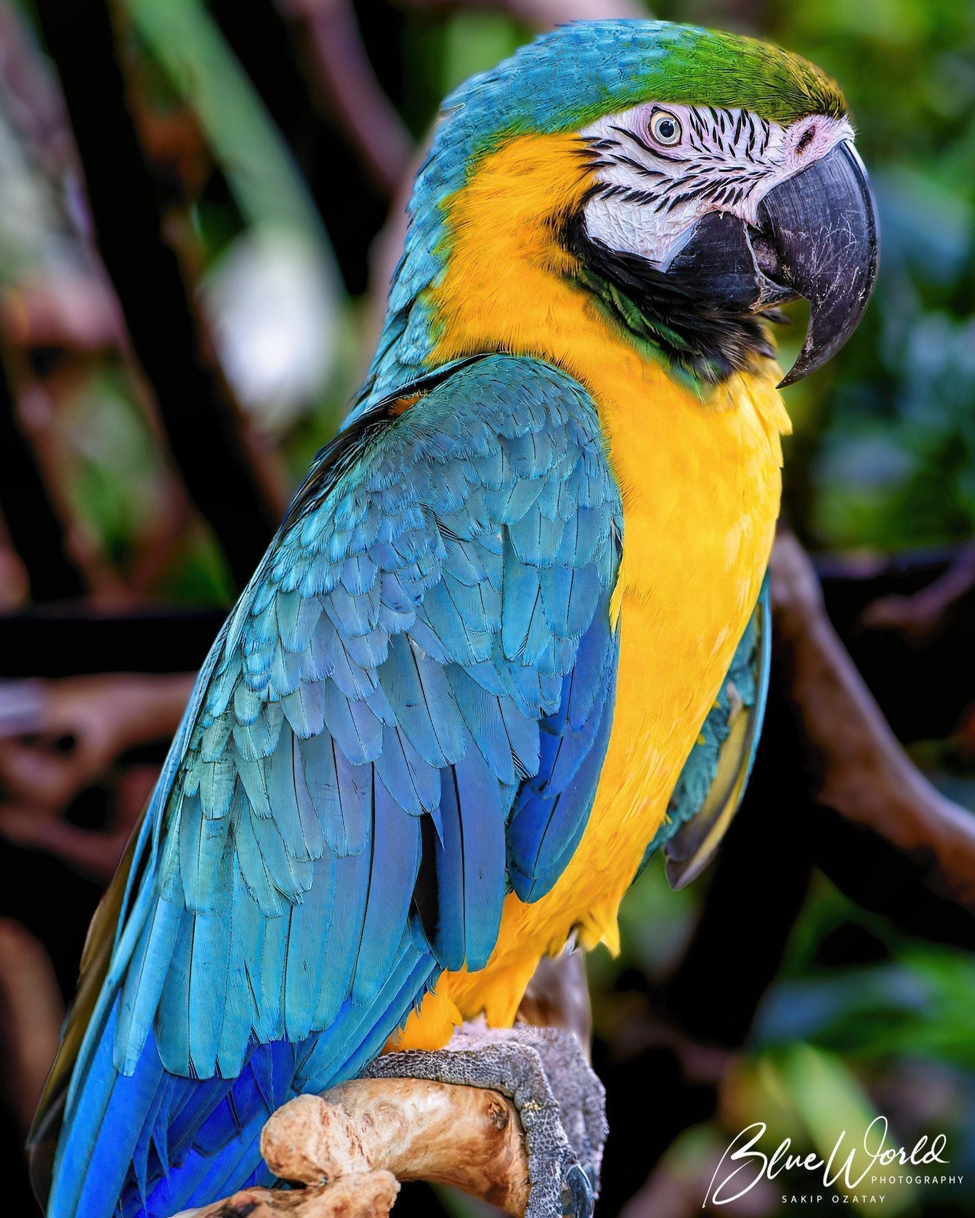 Dominican Green And Yellow Macaw