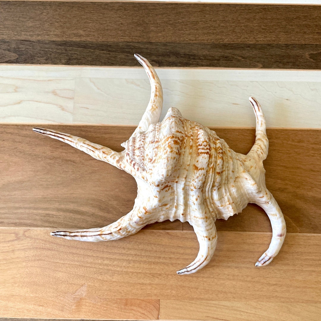Natural Conch Shell, Chiragra Spider Shell, Large Harpago Sea Snail ...