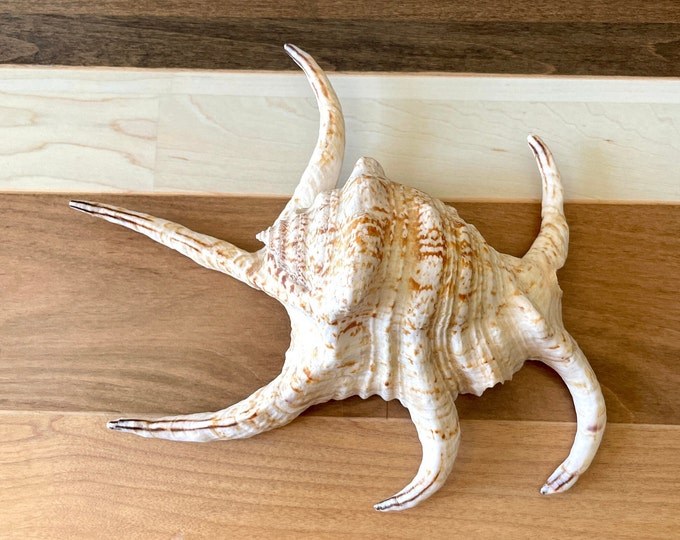 Natural Conch Shell, Chiragra Spider Shell, Large Harpago Sea Snail ...