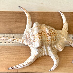 Natural Conch Shell, Chiragra Spider Shell, Large Harpago Sea Snail ...