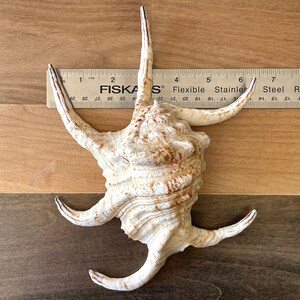 Natural Conch Shell, Chiragra Spider Shell, Large Harpago Sea Snail ...