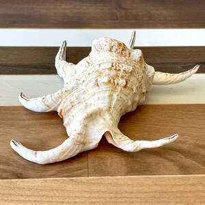 Natural Conch Shell, Chiragra Spider Shell, Large Harpago Sea Snail ...