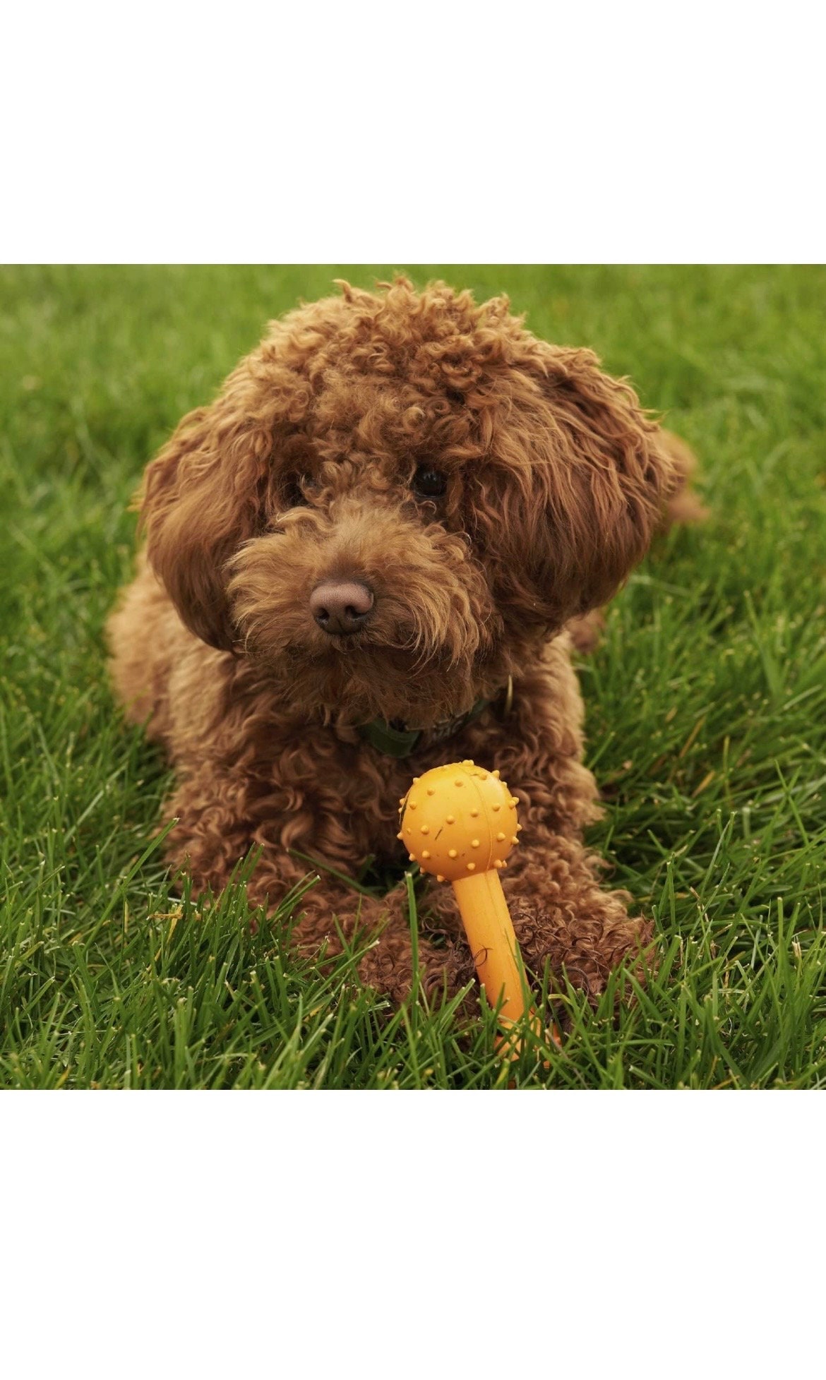 Fetch Toys for Dogs to Keep Them Occupied - Colorful Durable Dog Toy ...