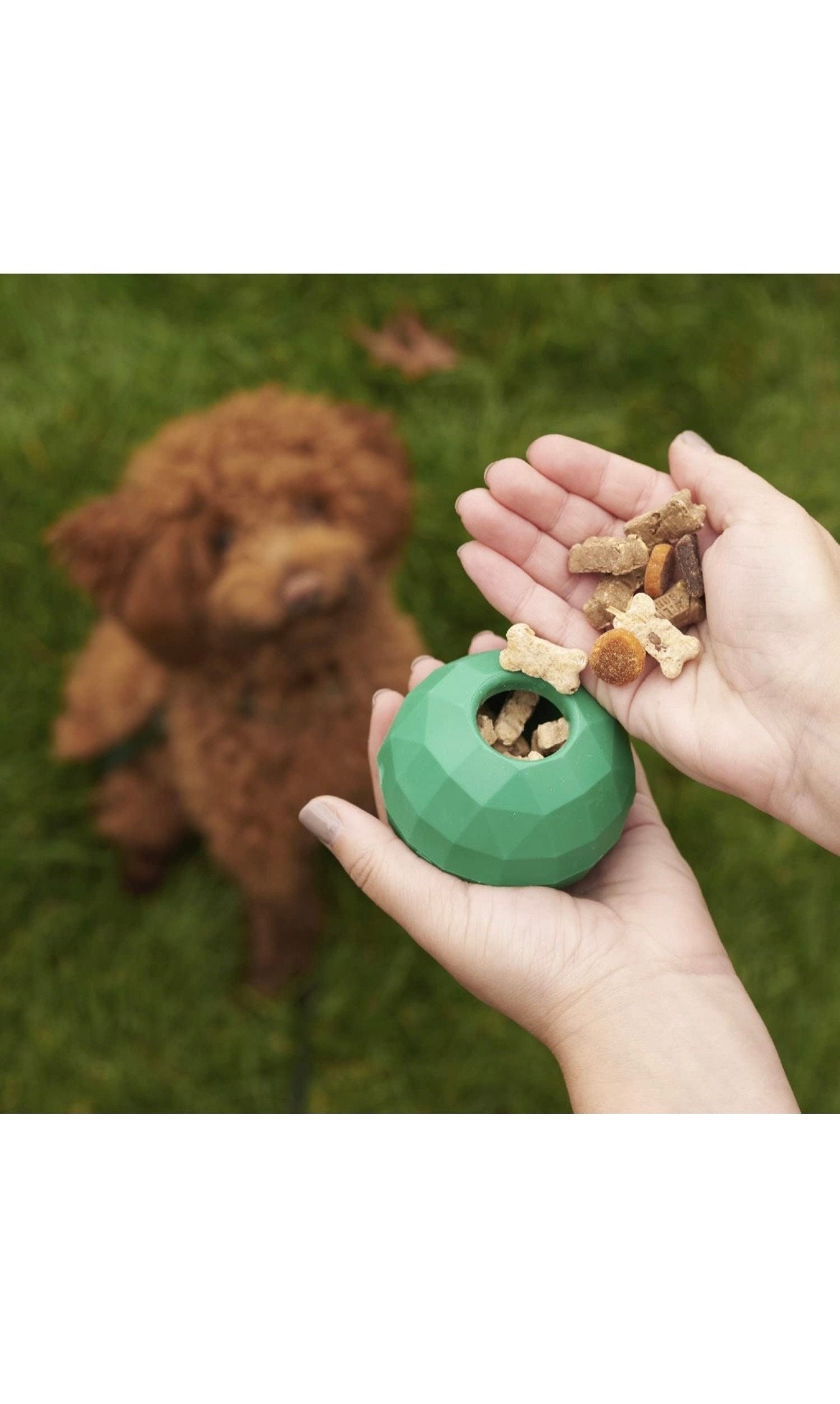 Fetch Toys for Dogs to Keep Them Occupied - Colorful Durable Dog Toy ...
